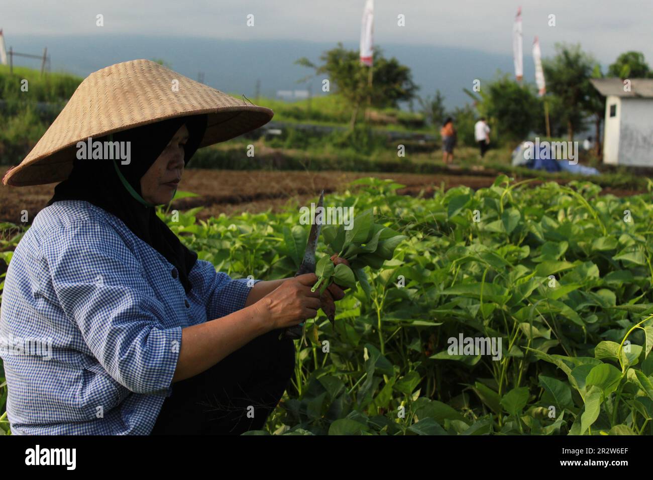 A farmer seen pruning her vegetables at her garden Stock Photo - Alamy