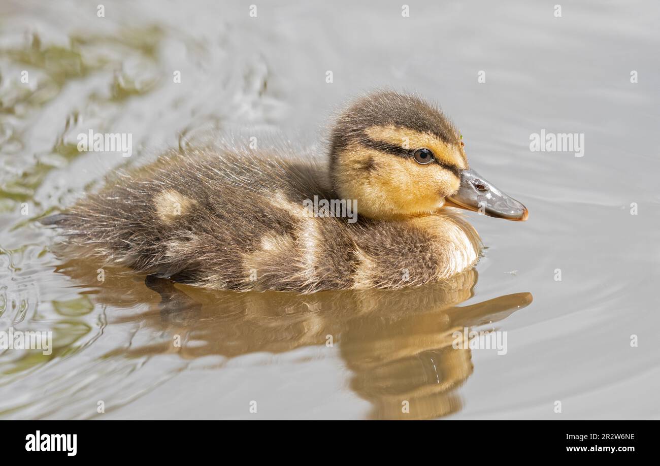 Mallard duckling on the Ornamental Lake (fishing lake) Southampton ...