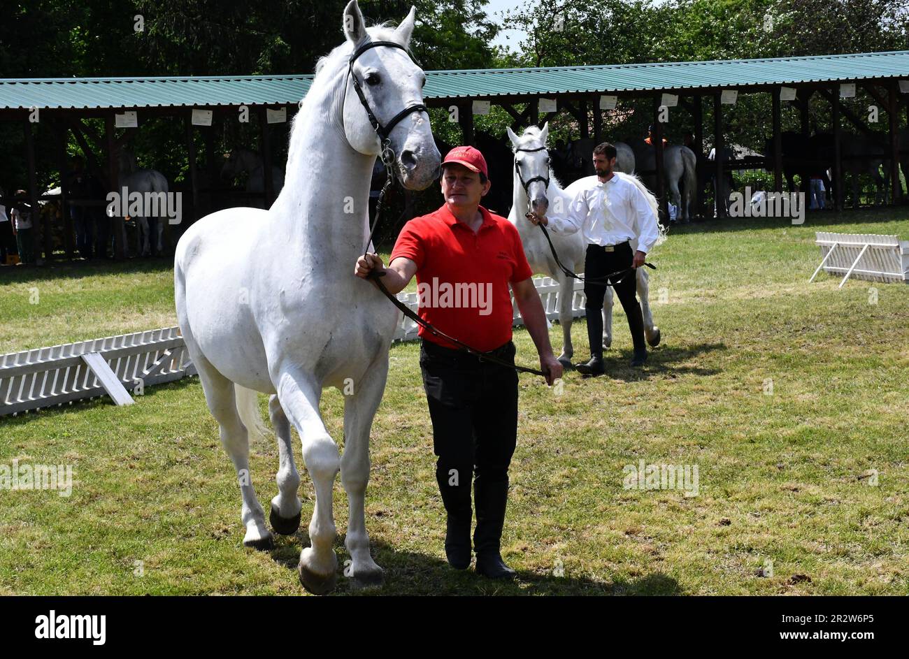 623 konversano zenta hi-res stock photography and images - Alamy