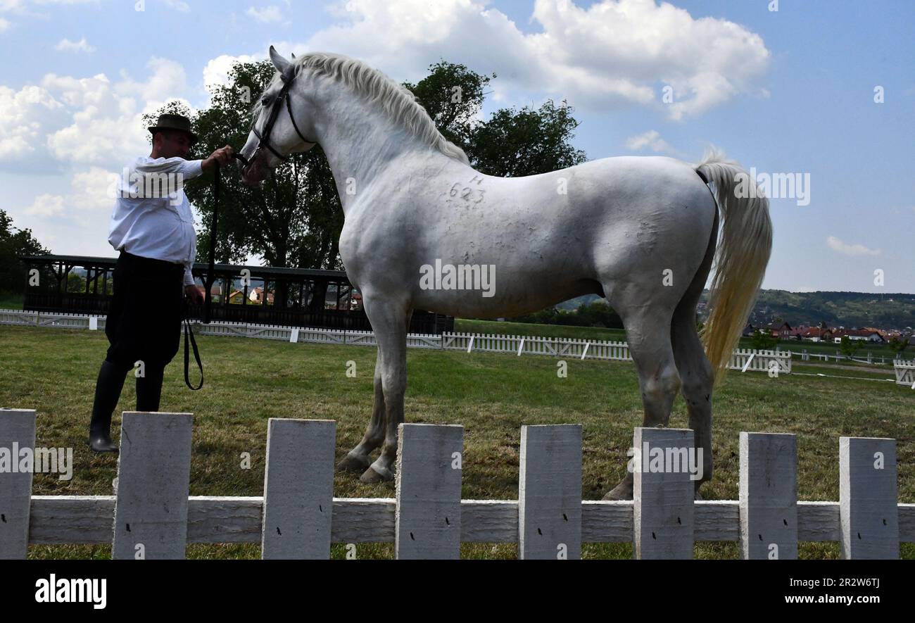 Slavonski Brod, Croatia. 21st May, 2023. Second National Lipizzaner ...