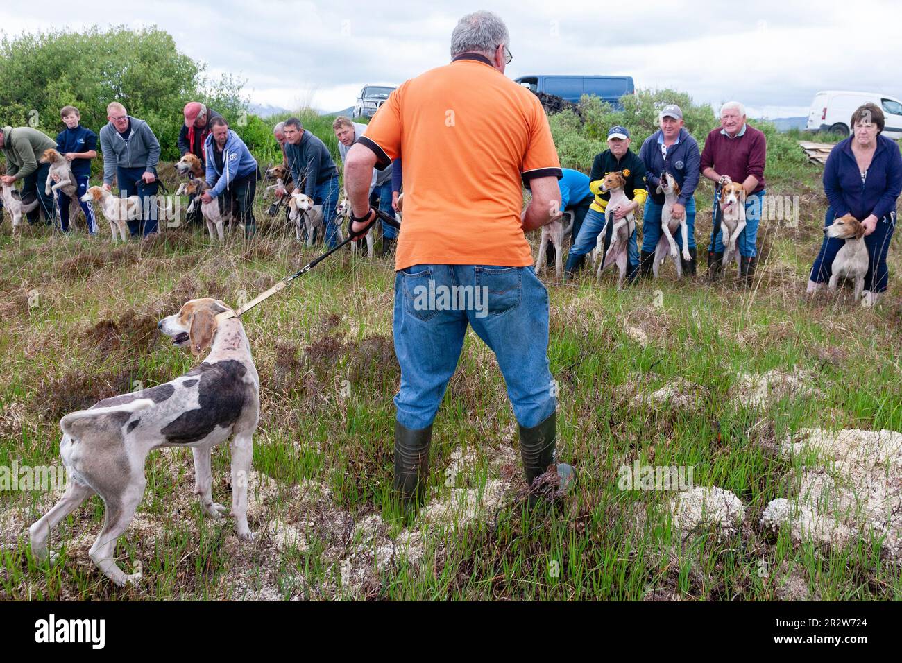 Beagles and their owners competing in a Drag Hunt, a local humane sport ...