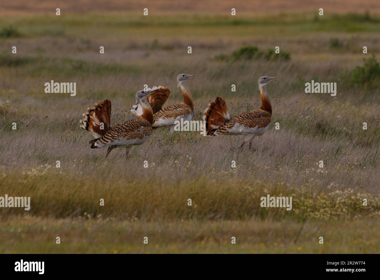 Male Great Bustards (Otis tarda Stock Photo - Alamy