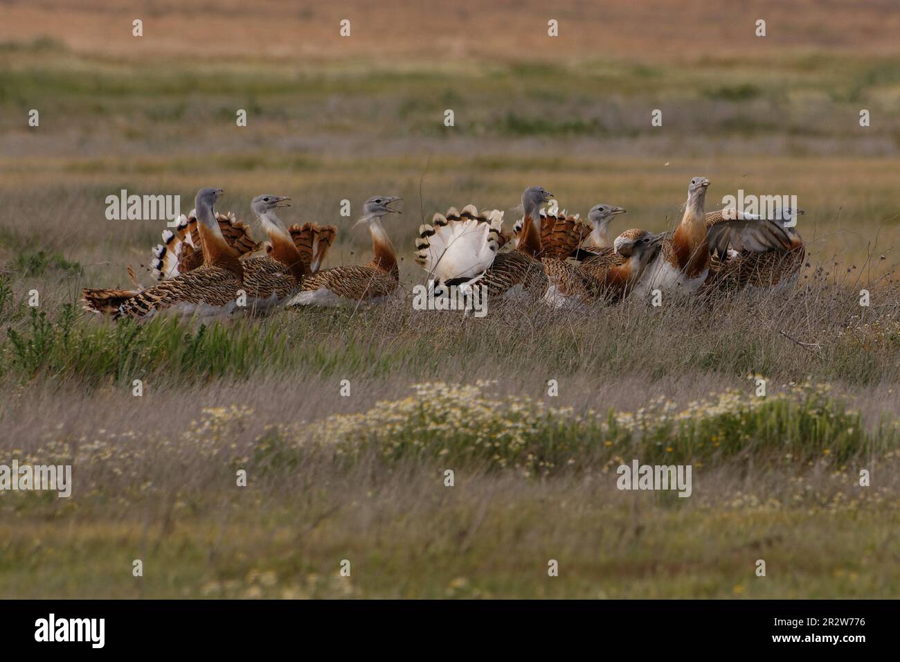 Bearded bustard hi-res stock photography and images - Alamy