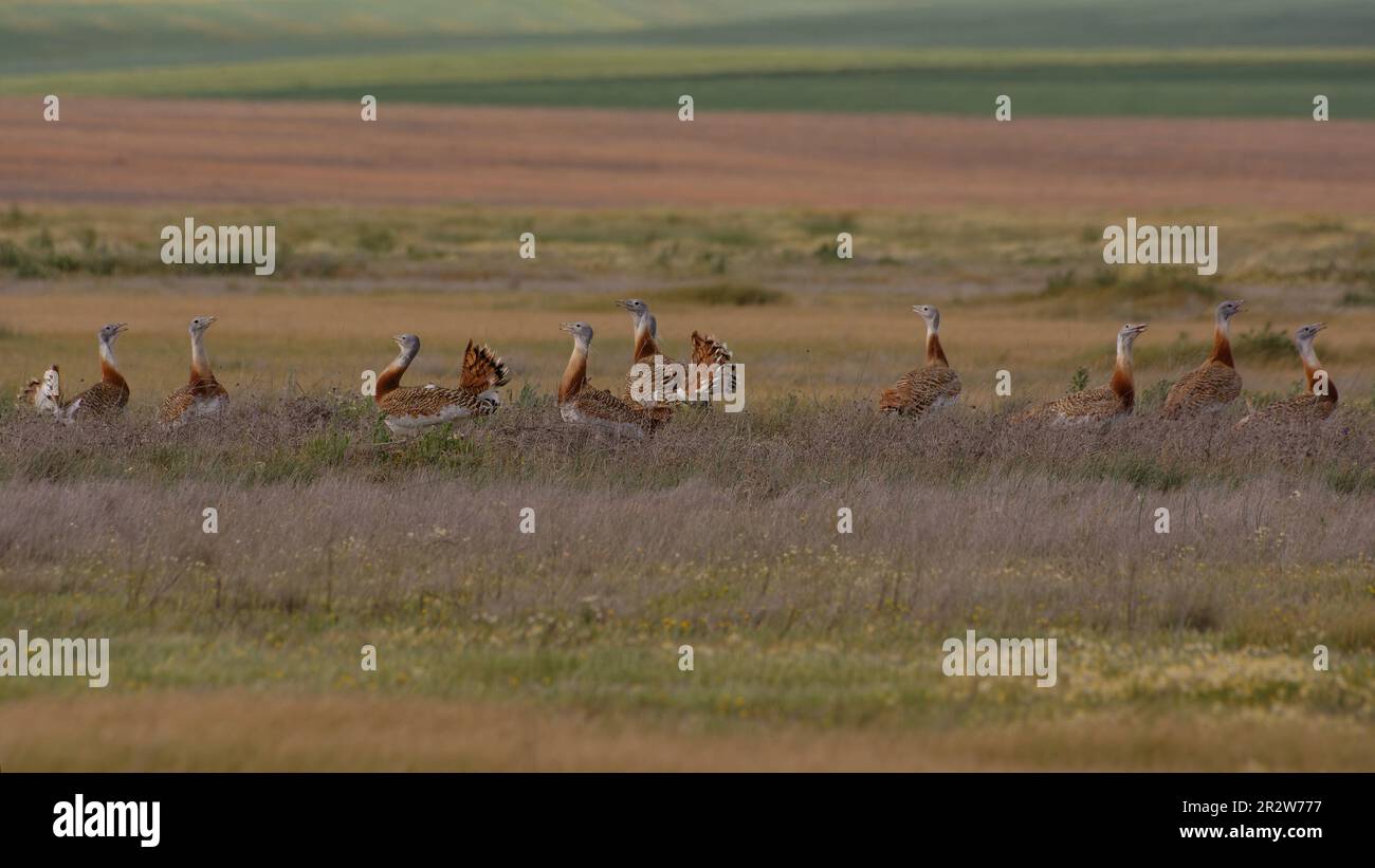 Male Great Bustards (Otis tarda Stock Photo - Alamy