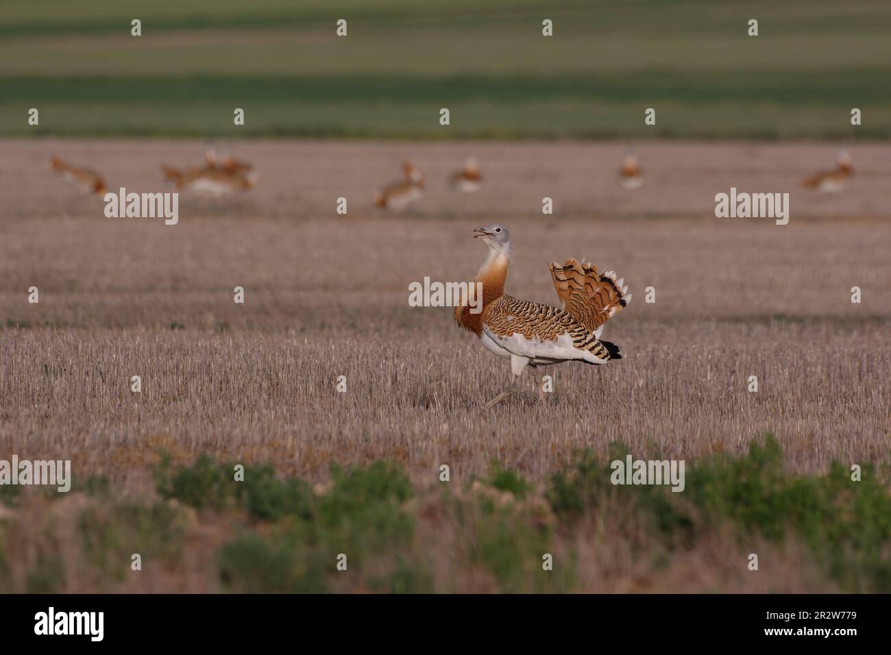 Bearded bustard hi-res stock photography and images - Alamy