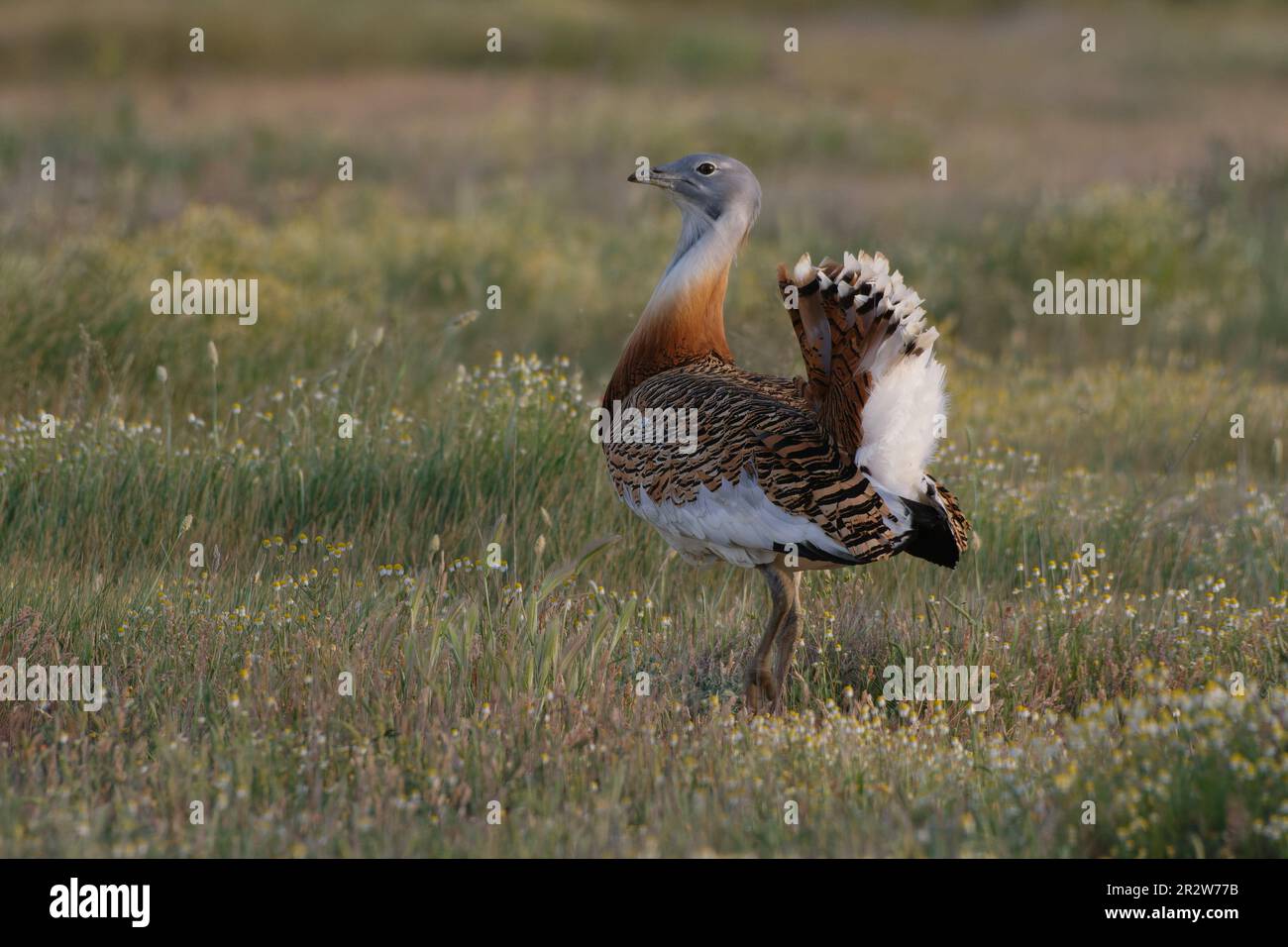 Male Great Bustard (Otis tarda Stock Photo - Alamy