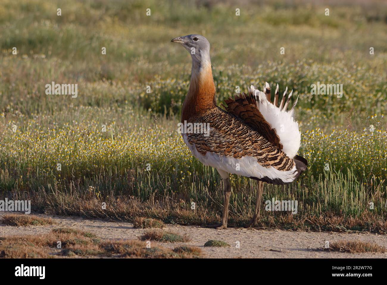 Bearded bustard hi-res stock photography and images - Alamy