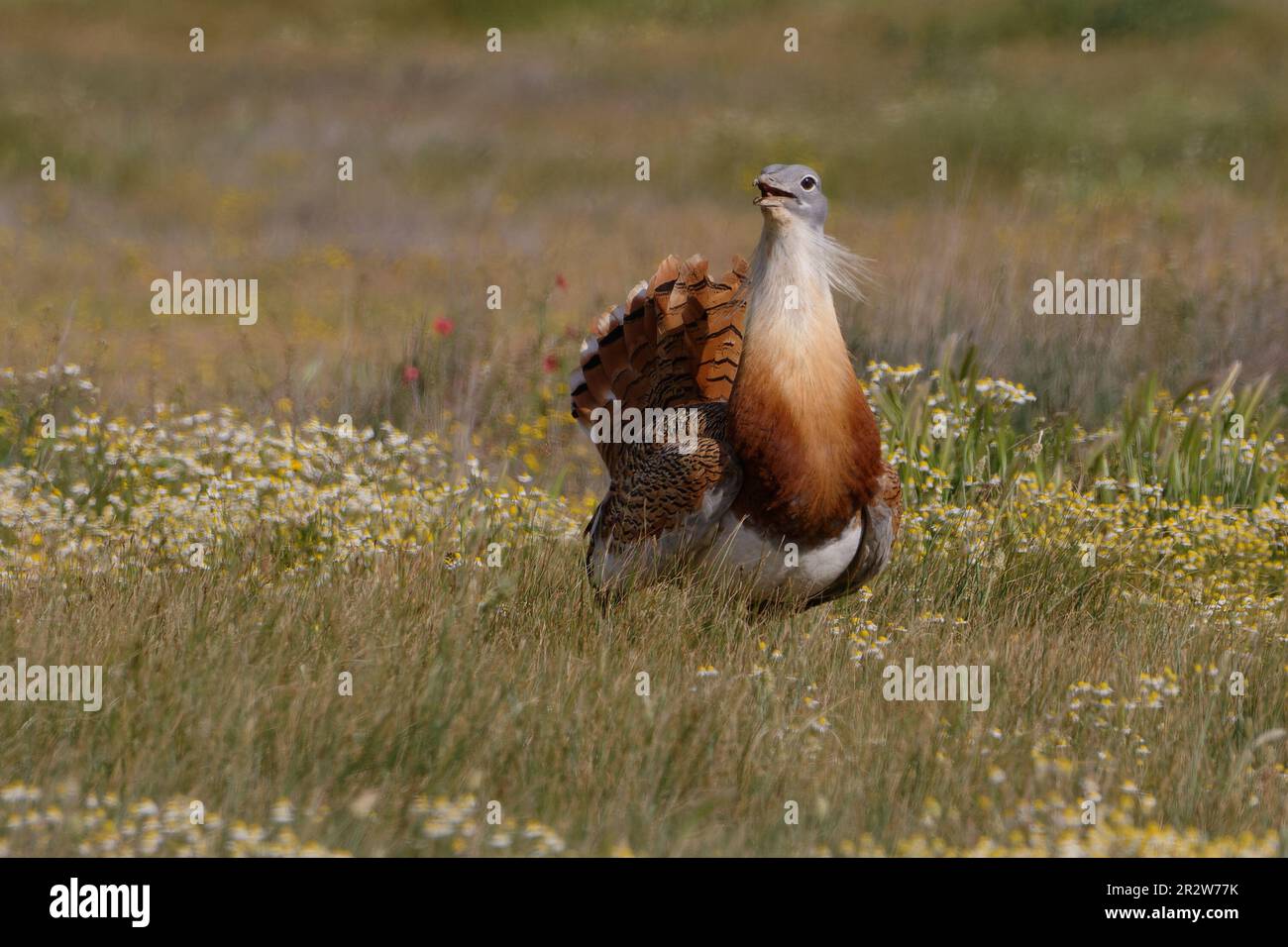 Male great bustard hi-res stock photography and images - Alamy