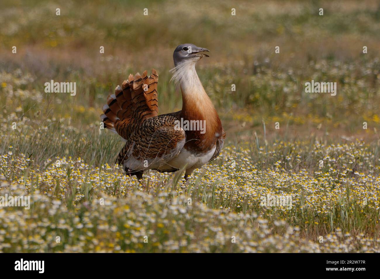 Male Great Bustard (Otis tarda Stock Photo - Alamy