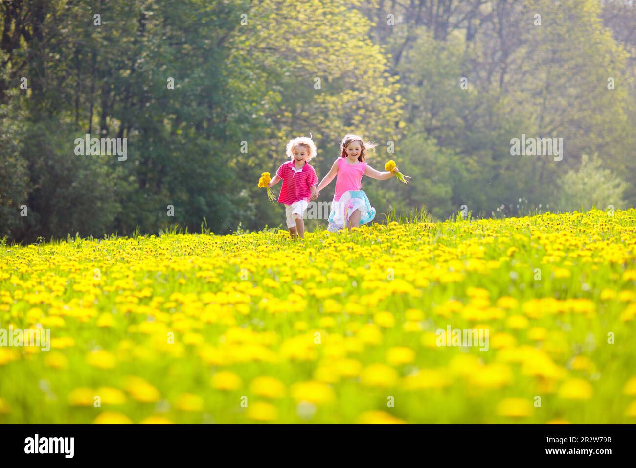 Kids play in yellow dandelion field. Child picking summer flowers ...