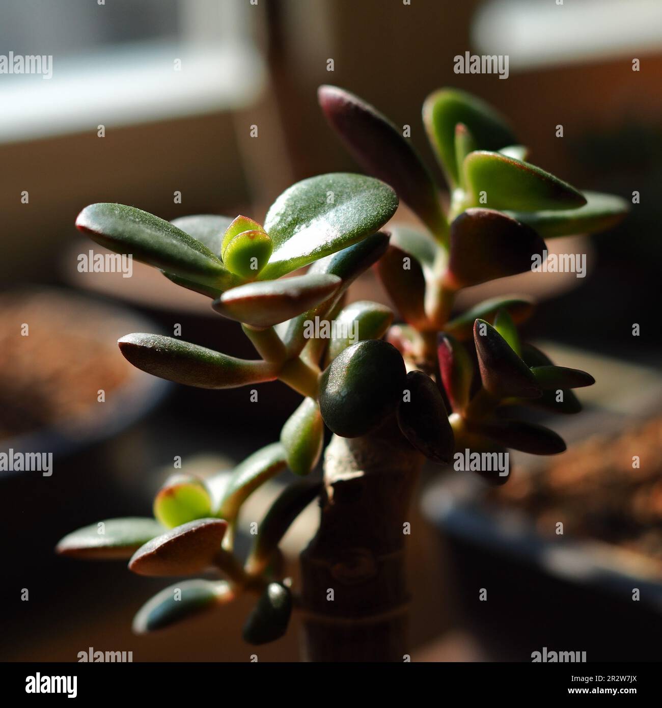 close up of crassula ovata mini jade tree plant leaves in the sun on a ...