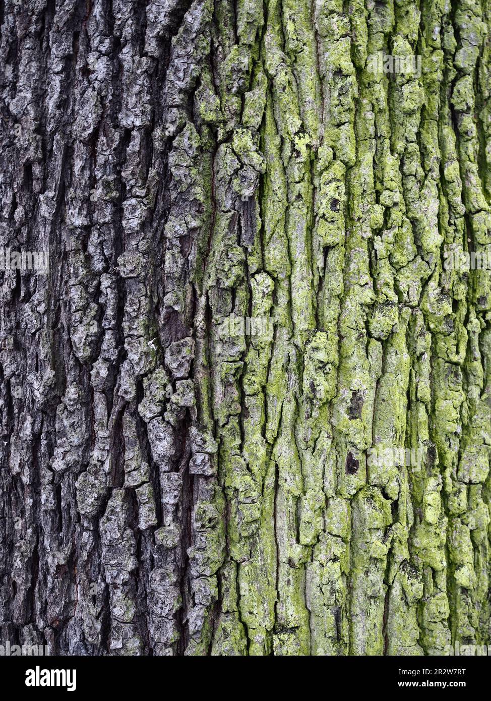 Process tree hi-res stock photography and images - Alamy