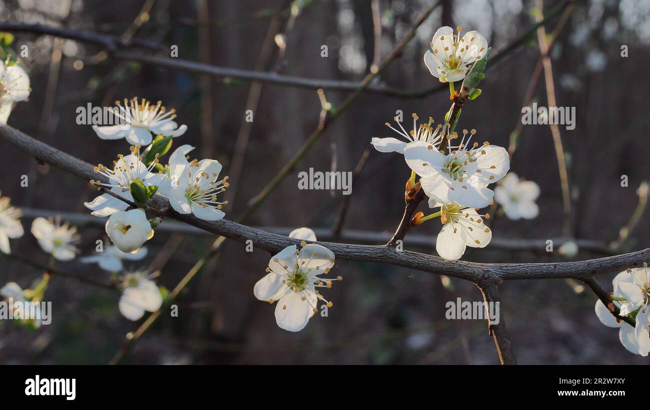 Flowering plum tree branch hi-res stock photography and images - Alamy