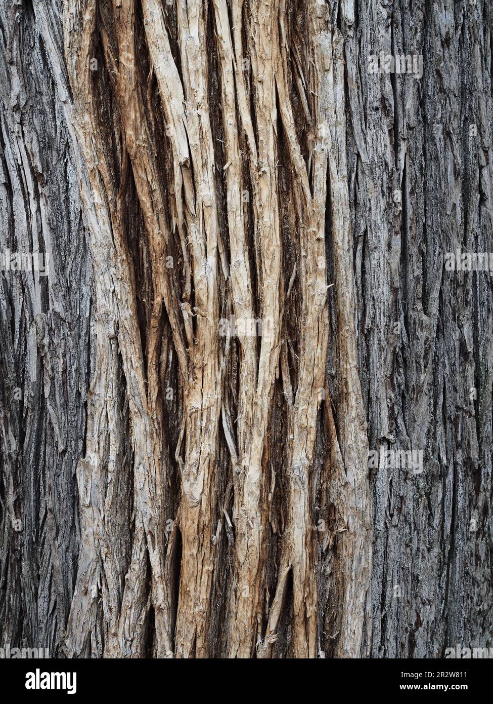 gray brown cracked tree bark texture close up Stock Photo - Alamy