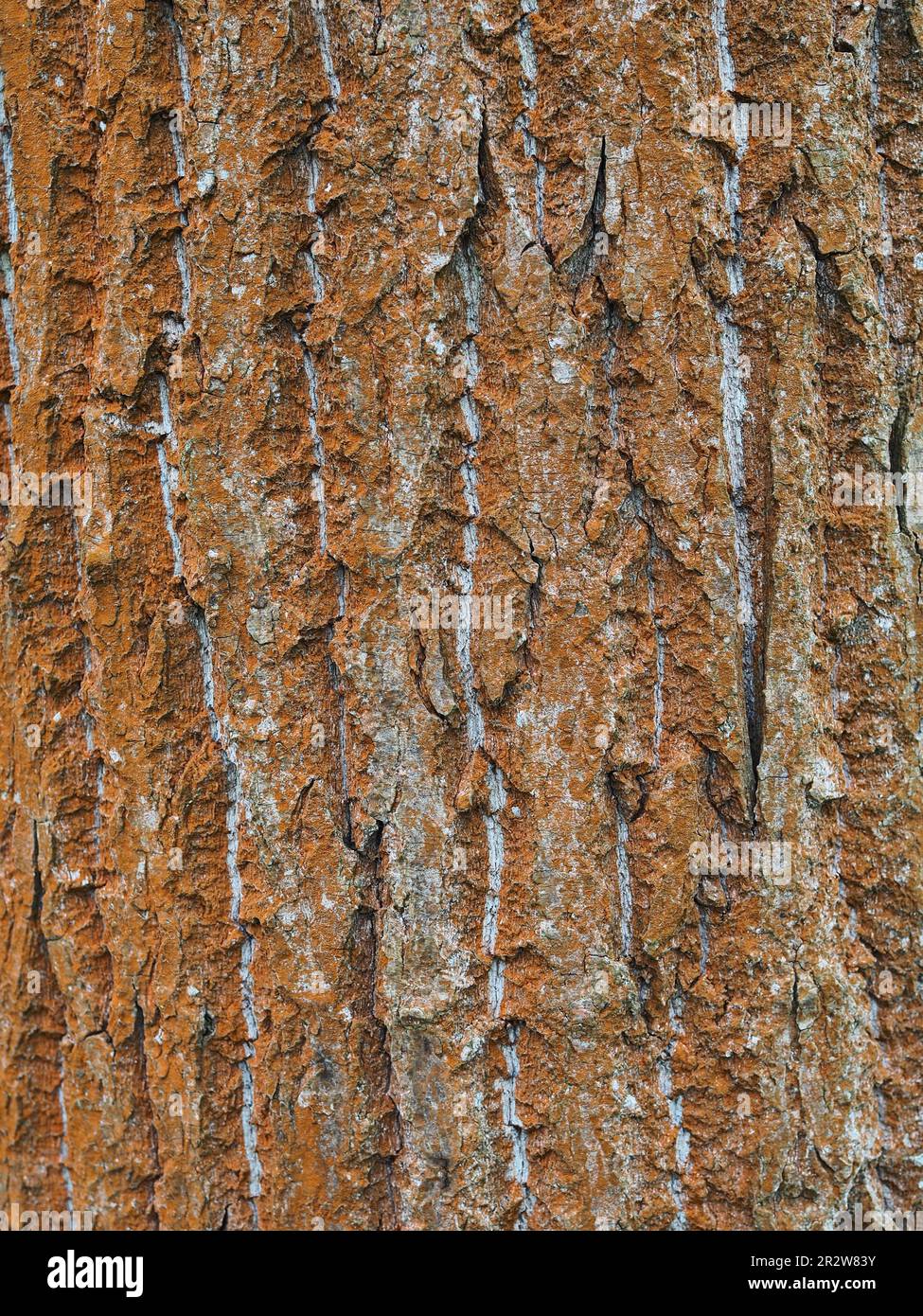 Cracked bark on tree hi-res stock photography and images - Alamy