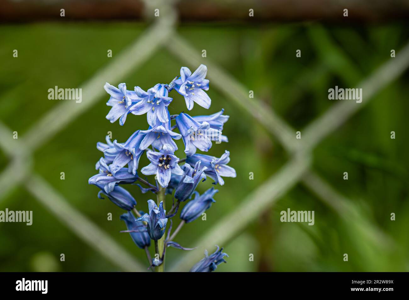 blue bell plant bloom petals behind a fence with copy space and ...