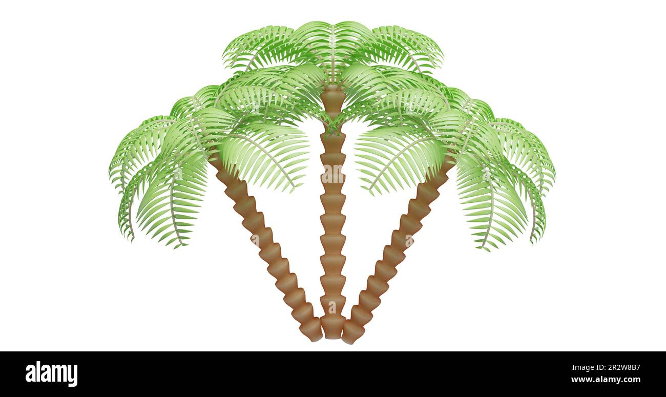 Three palm trees isolated on white background.3d rendering Stock Photo ...