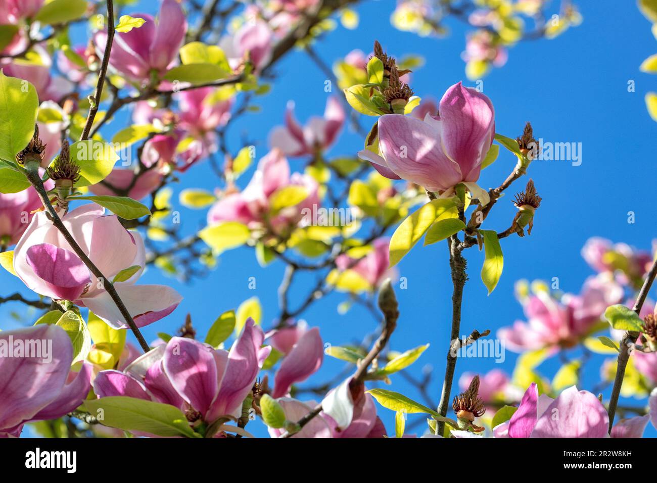 Pink magnolia buds on the branches of a tree against the blue sky in ...