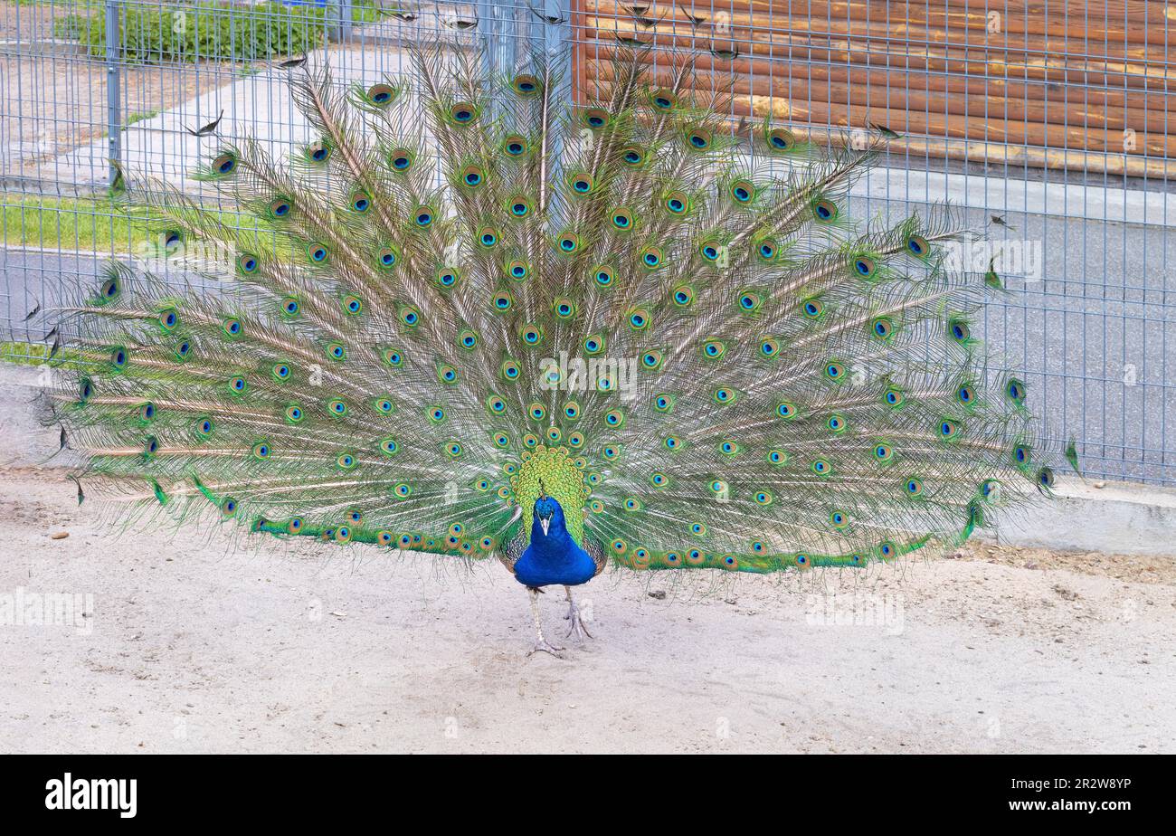 The beautiful flowing tail of a peacock adorns the bird with blue-green ...