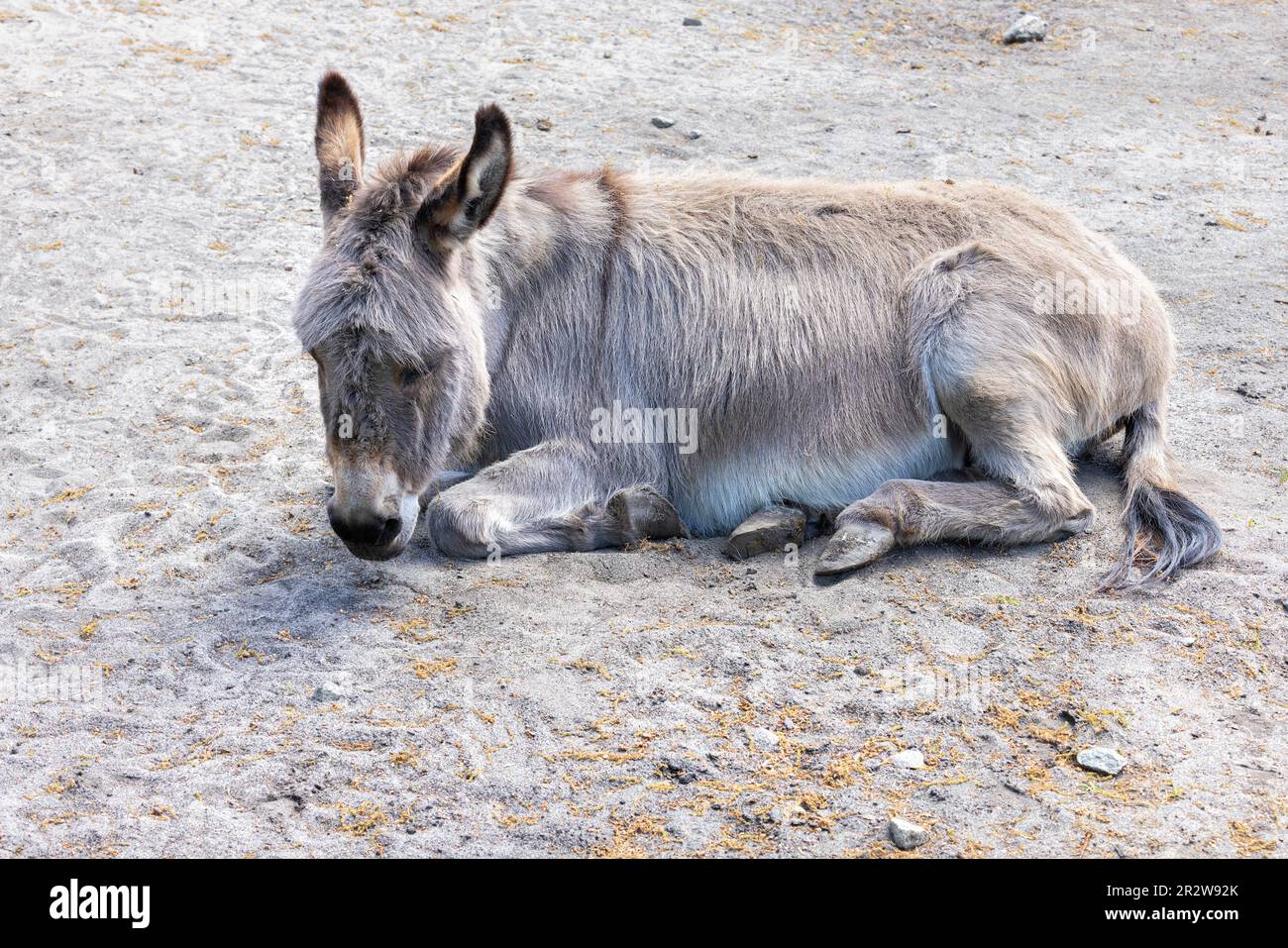 Donkey lying down hi-res stock photography and images - Alamy