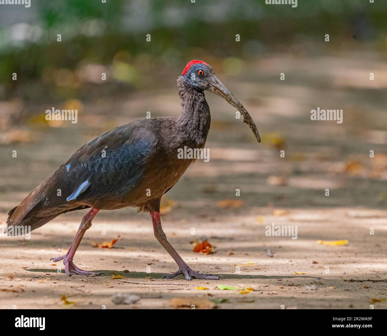 A Red-naped ibis walking on a ground Stock Photo - Alamy