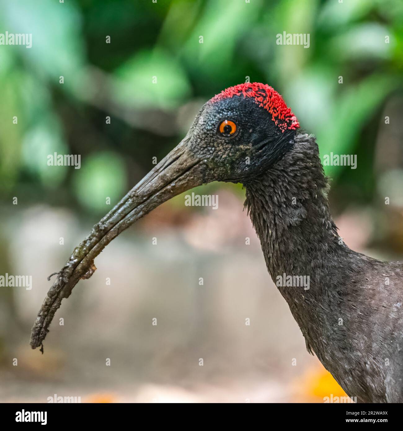 A head shot of a Red-naped Ibis Stock Photo - Alamy