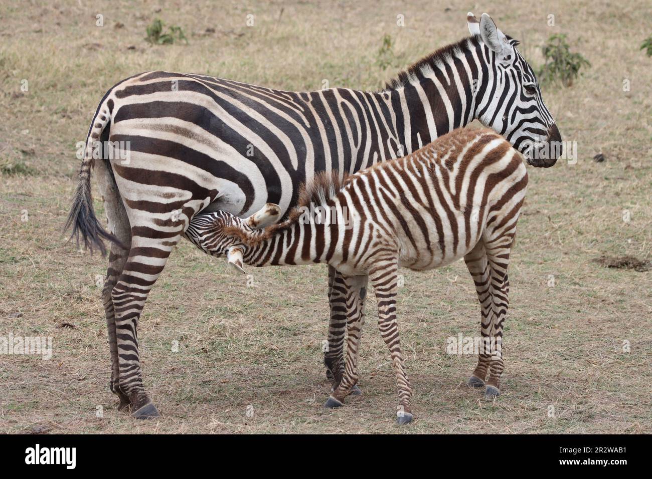 Zebra Calf feeding from it's mother on Masai Mara National Reserve Kenya Africa Stock Photo - Alamy