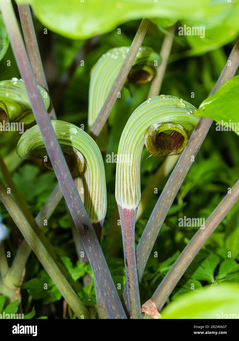 Dark striped spathe hi-res stock photography and images - Alamy