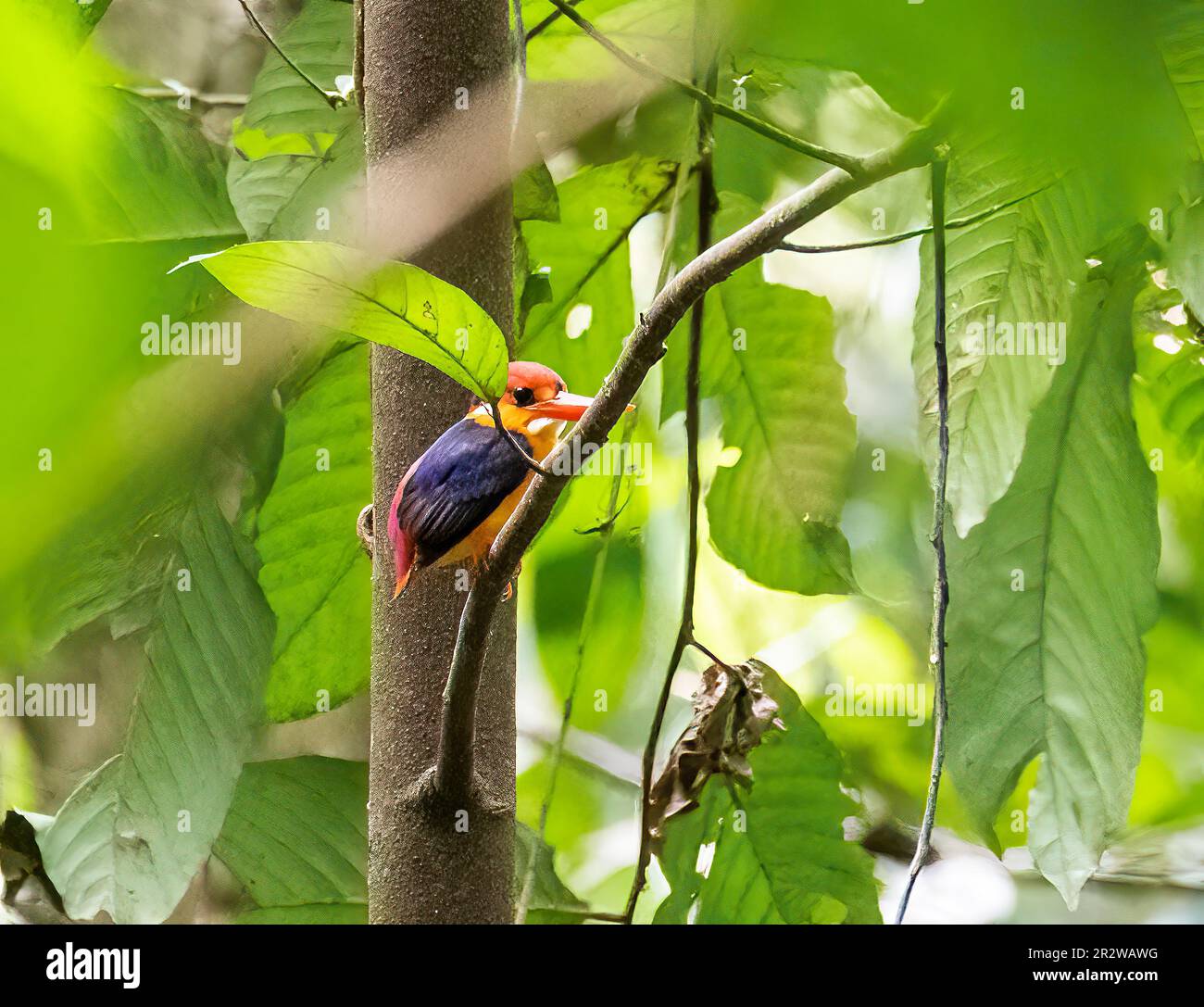 An Oriental-dwarf Kingfisher aka ODKF perched on a small branch on the ...