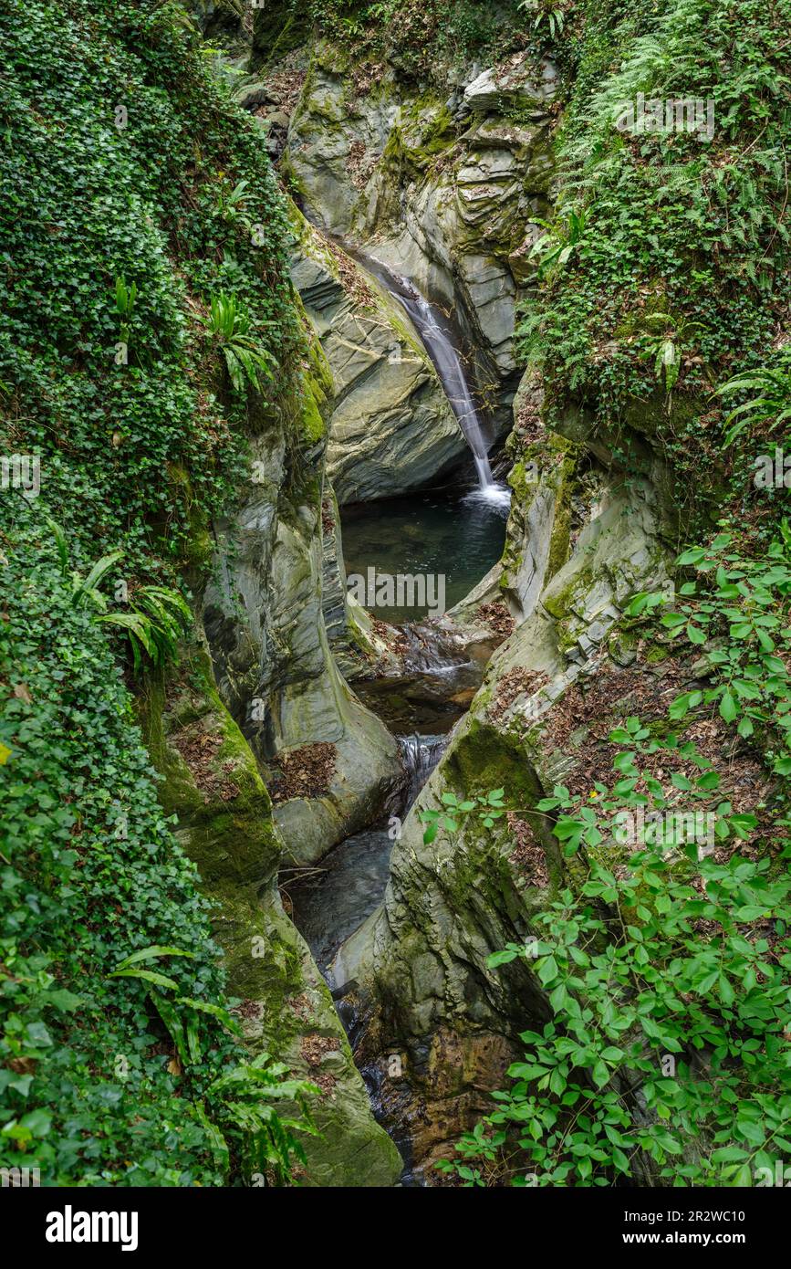 Mountain stream, amidst plants in forest, Ligurian Alps, Italy Stock ...