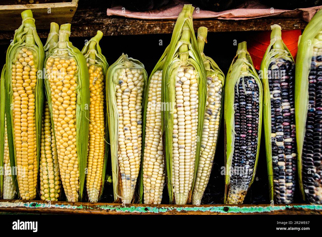 Field Fresh Corn for Sale in Chiapas is a Mexican Staple Stock Photo ...