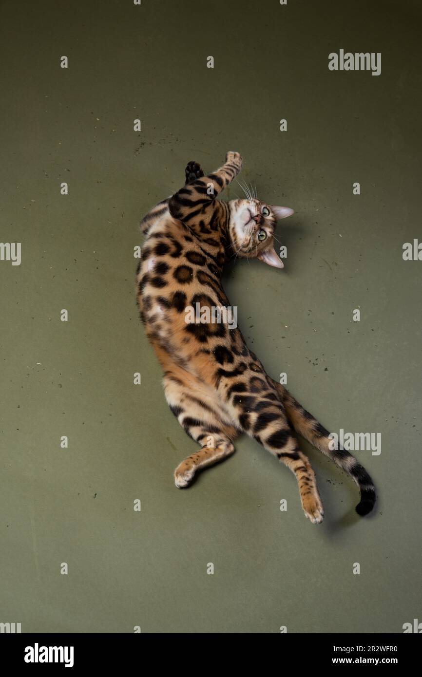 funny bengal cat lying on its back on the ground stretching rolling in ...