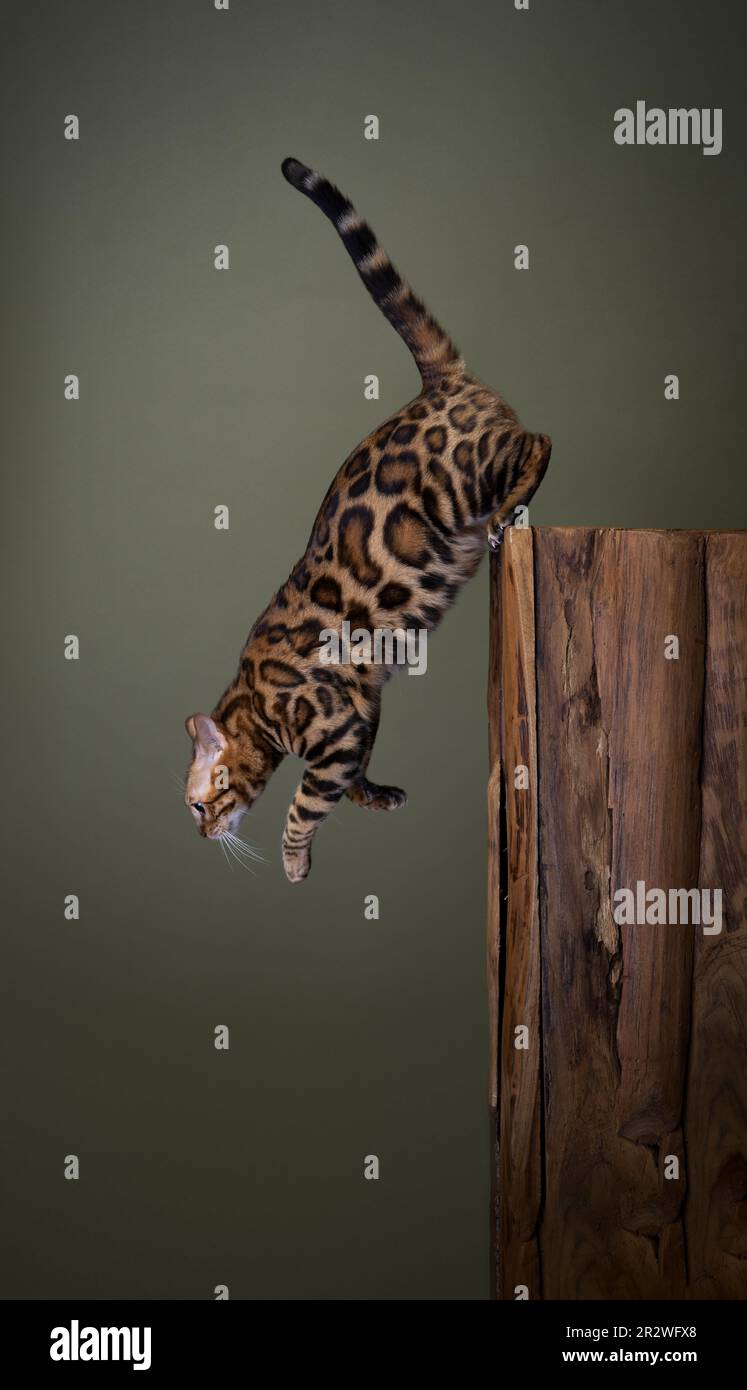 Bengal cat jumping down from a wooden tree log. mid air studio shot on ...
