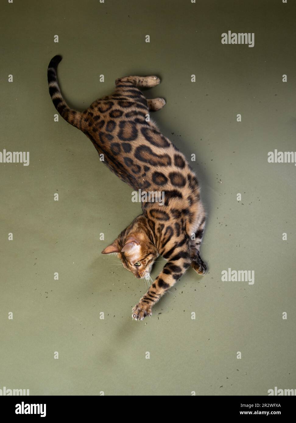 funny bengal cat lying on side on the ground stretching rolling in ...