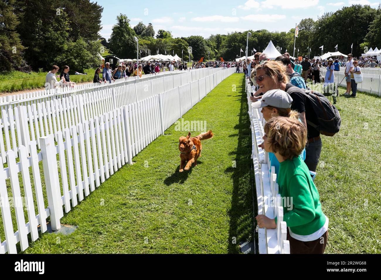 EDITORIAL USE ONLY A view of the fastest dog competition at Goodwoof ...