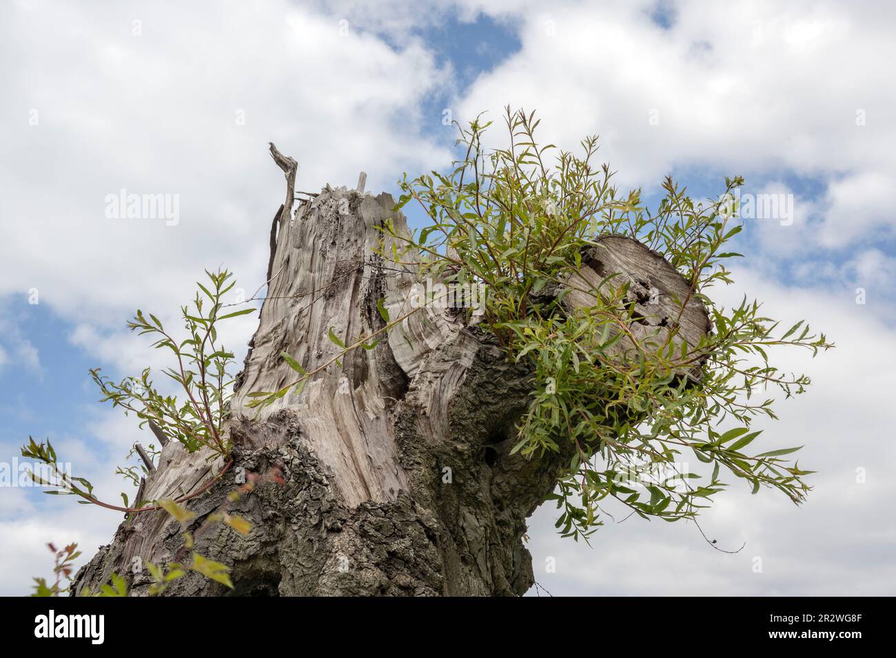 Weeping Willow trre sprouting new kife after massive storm damage Stock ...