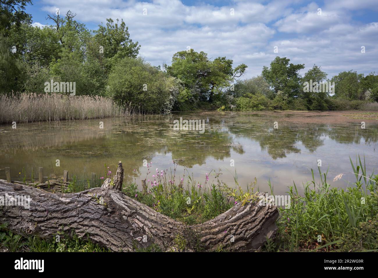 Natural seat from fallen tree branch at Hatchlands Park near Guildford ...