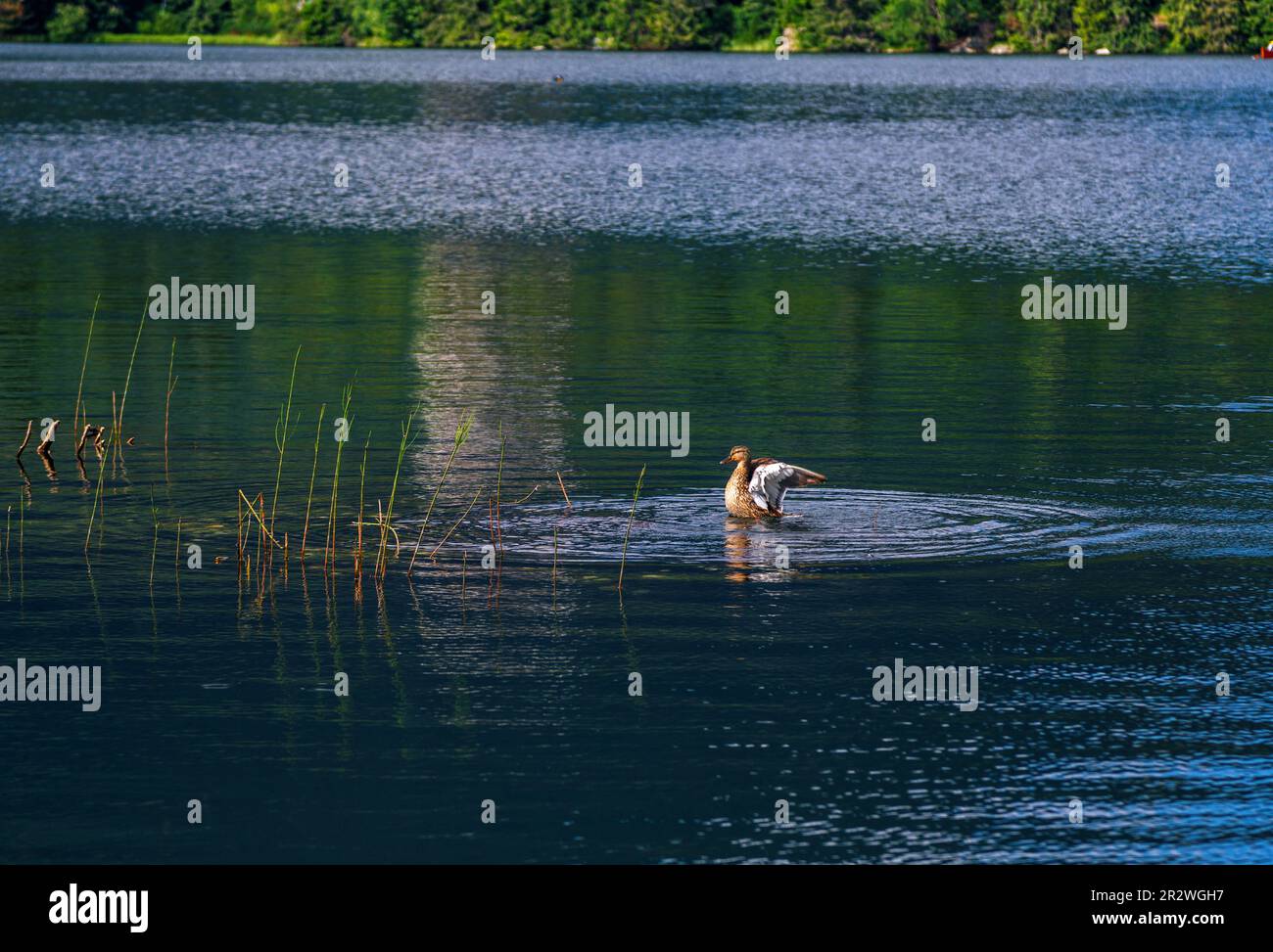 Flying wild Mallard duck landing on a calm lake water surface in a ...