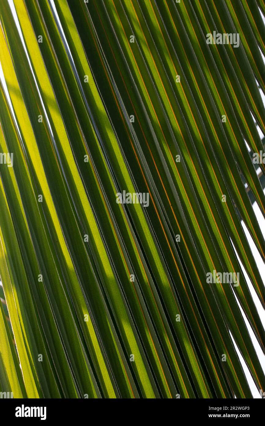 Green palm leaf texture background. Close up of green palm leaf texture ...