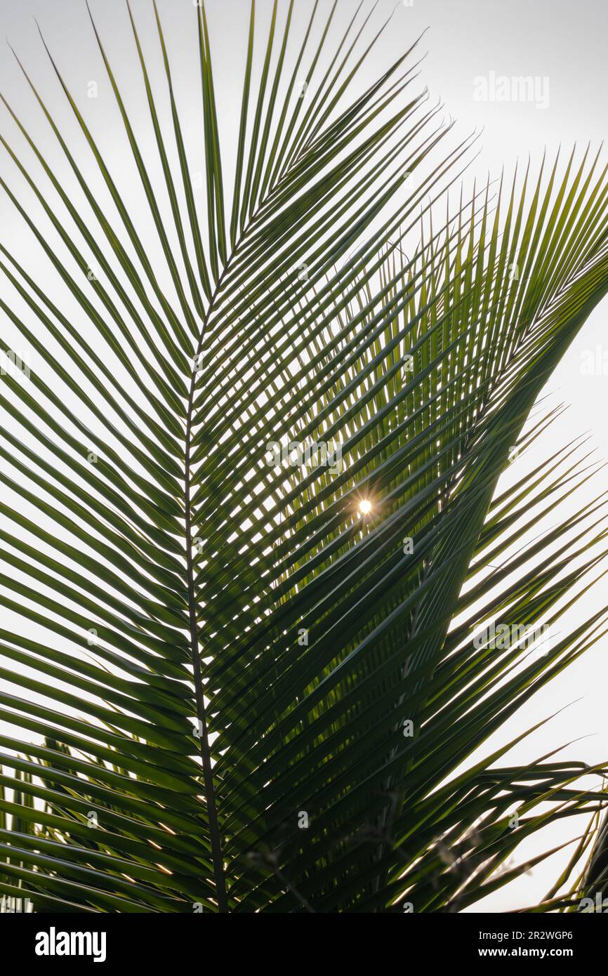 Coconut palm tree leaves with sun light on sky background Stock Photo ...
