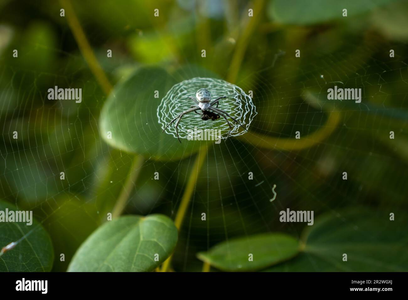 Spider on a spider web in the forest. Macro photography of nature Stock ...