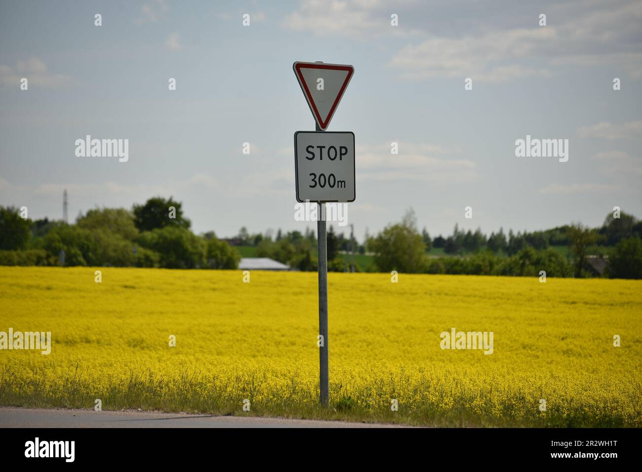Give a way sign . Oilseed rape field in behind Stock Photo - Alamy