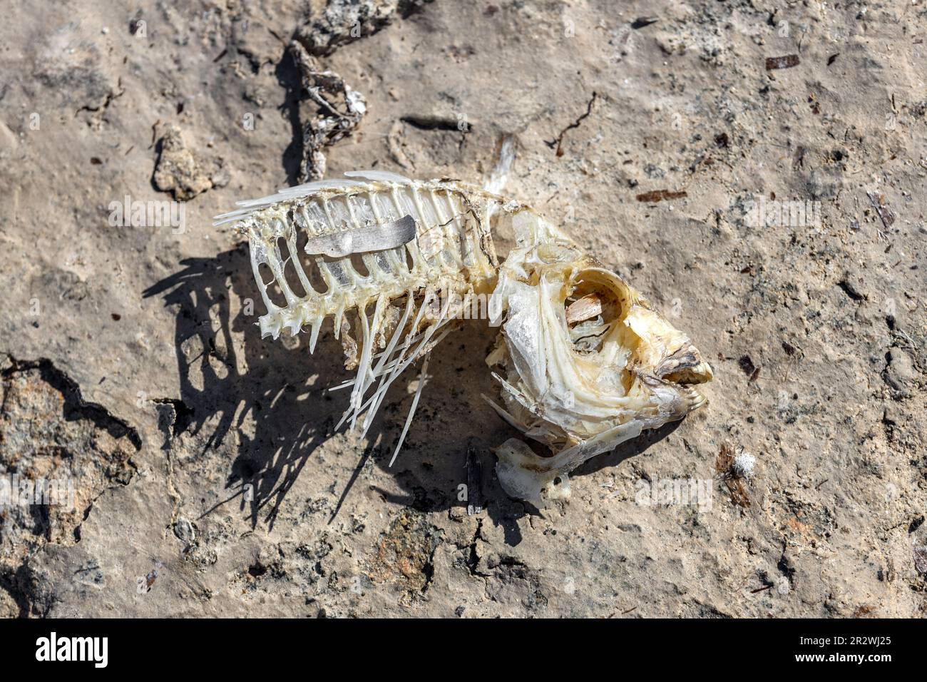 fish bones on a beach Stock Photo - Alamy
