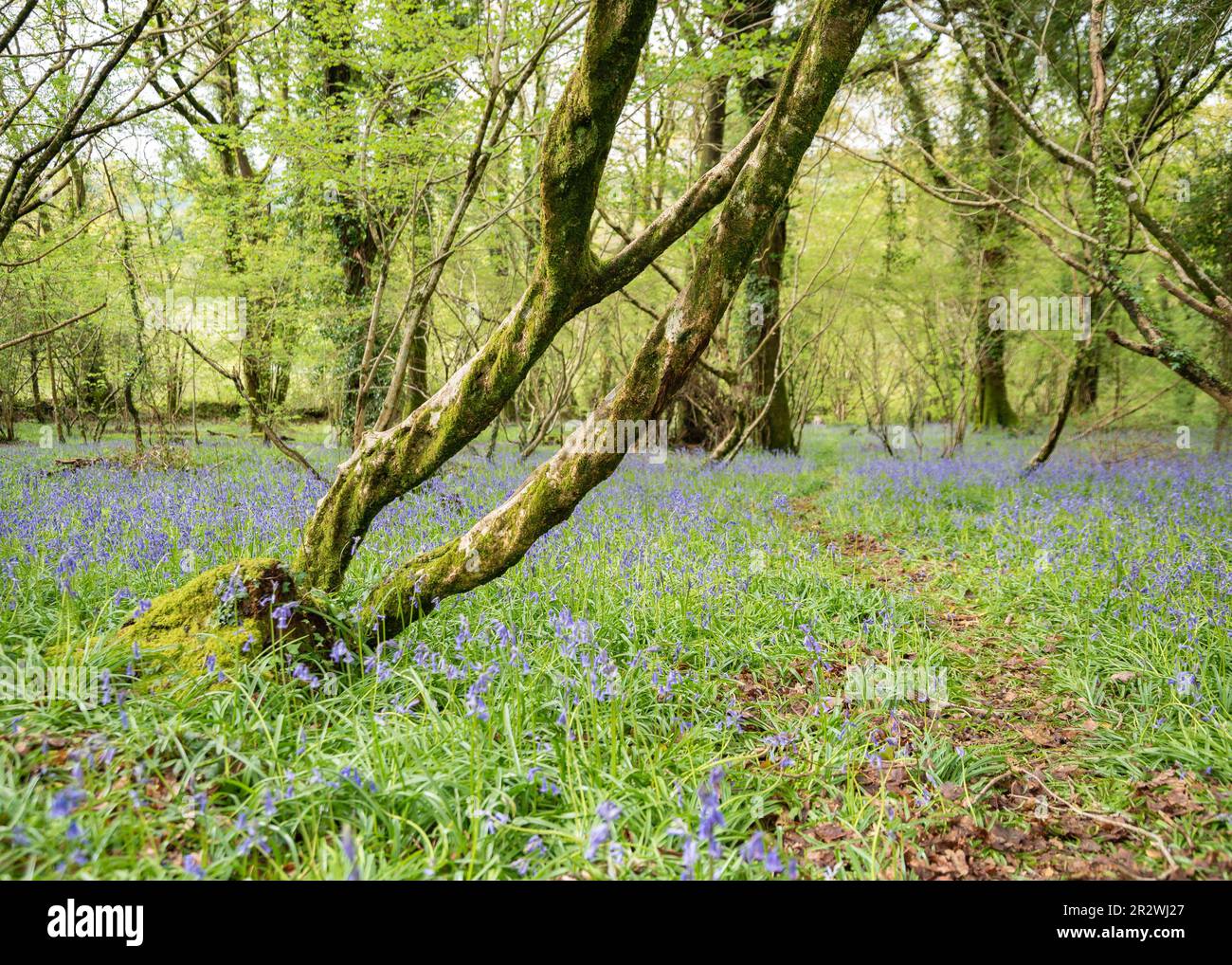 Bluebell woodlands in Devon, UK Stock Photo - Alamy