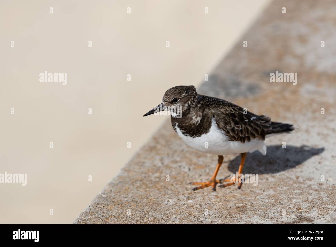 A ruddy turnstone (Arenaria interpres) on a wall Stock Photo - Alamy