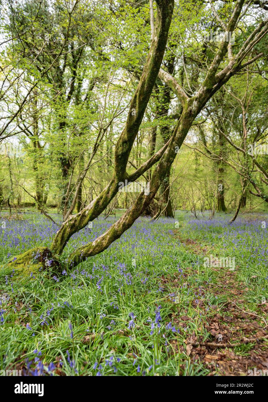 Bluebell woodlands in Devon, UK Stock Photo - Alamy