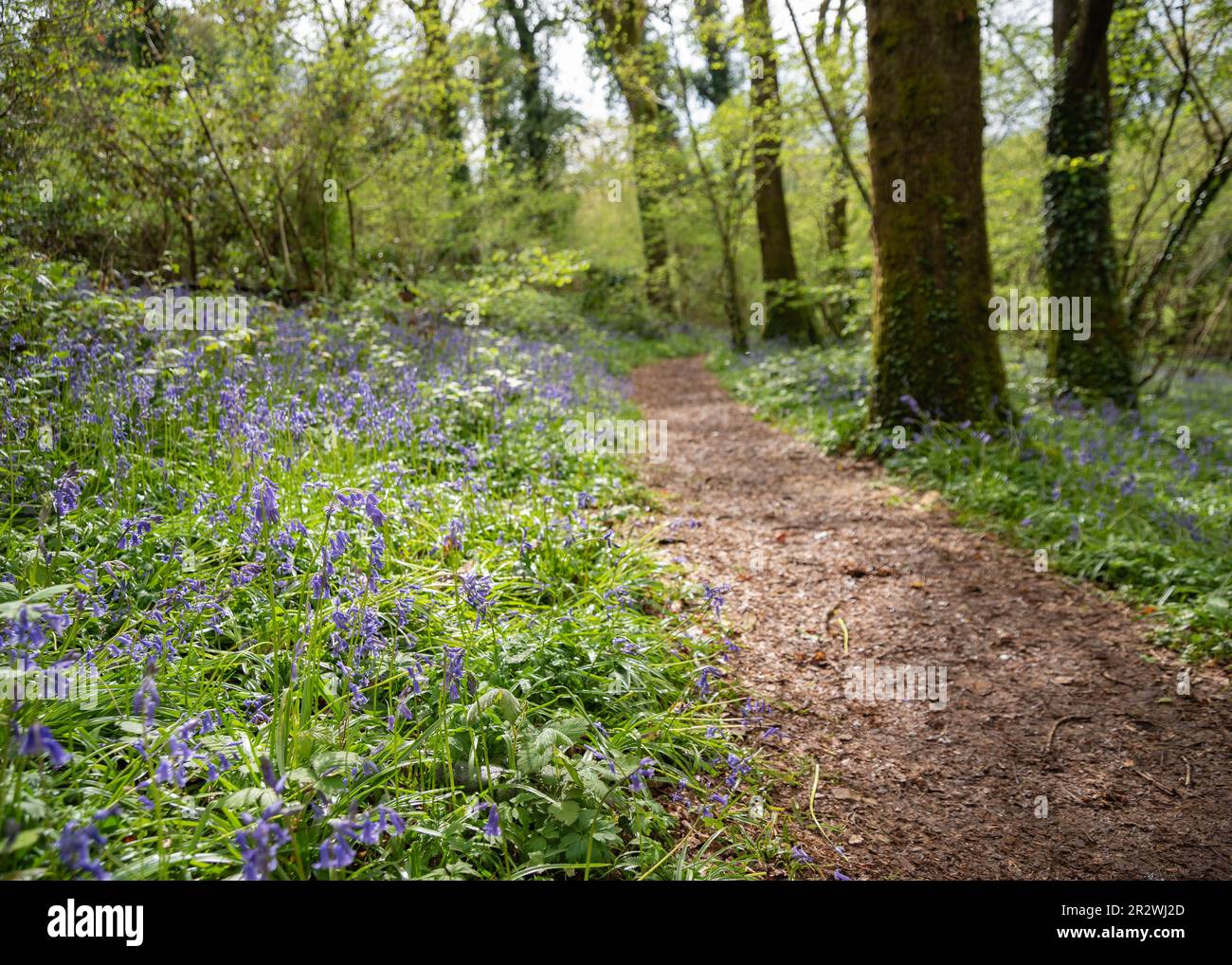 Bluebell woodlands in Devon, UK Stock Photo - Alamy