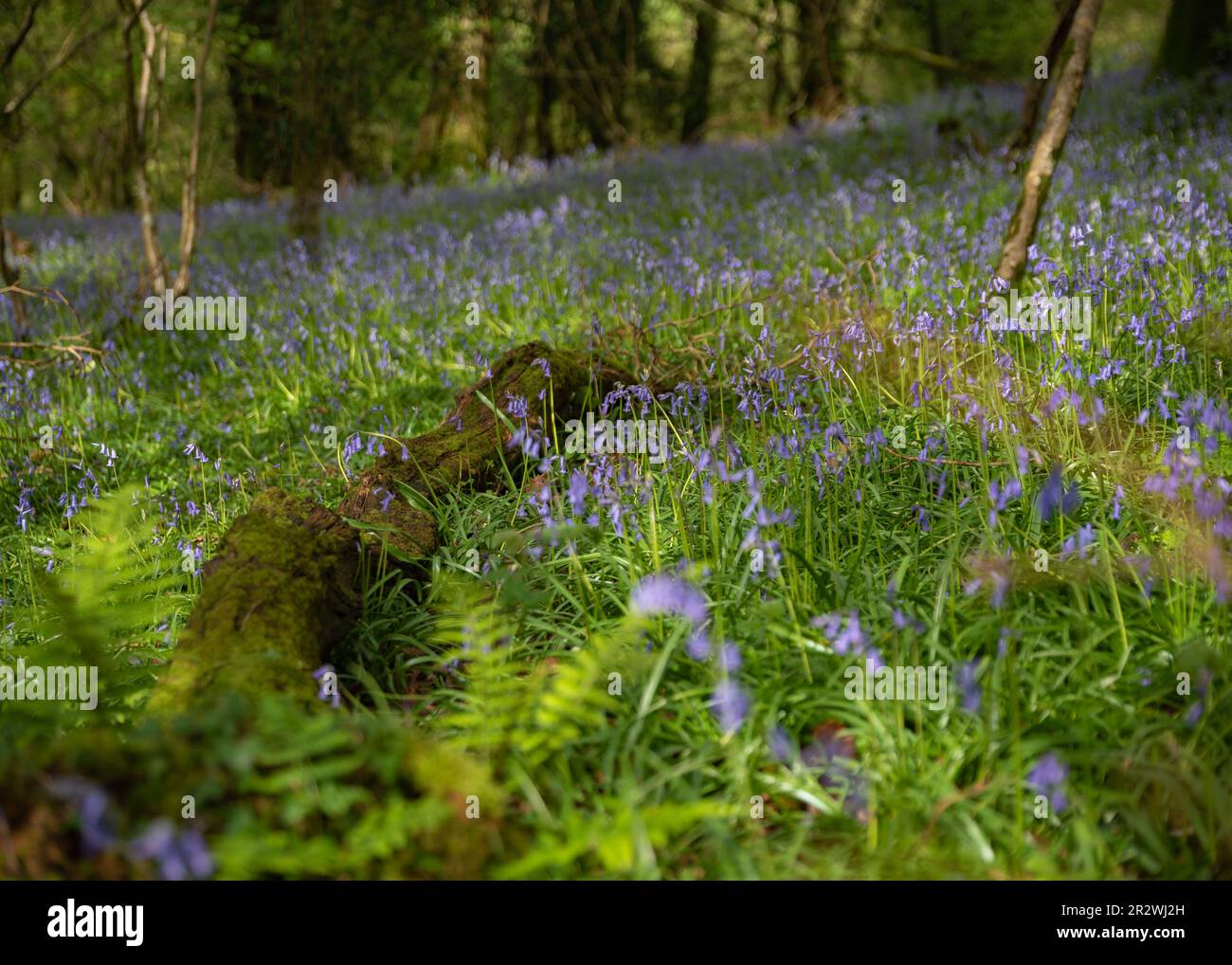Bluebell woodlands in Devon, UK Stock Photo - Alamy