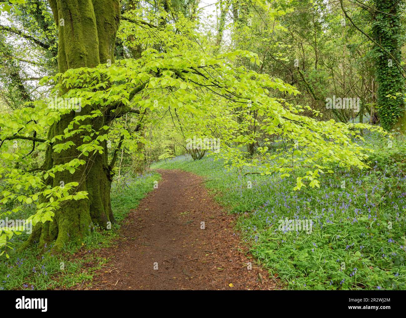 Woodland path through Oak forest with bluebells Stock Photo - Alamy