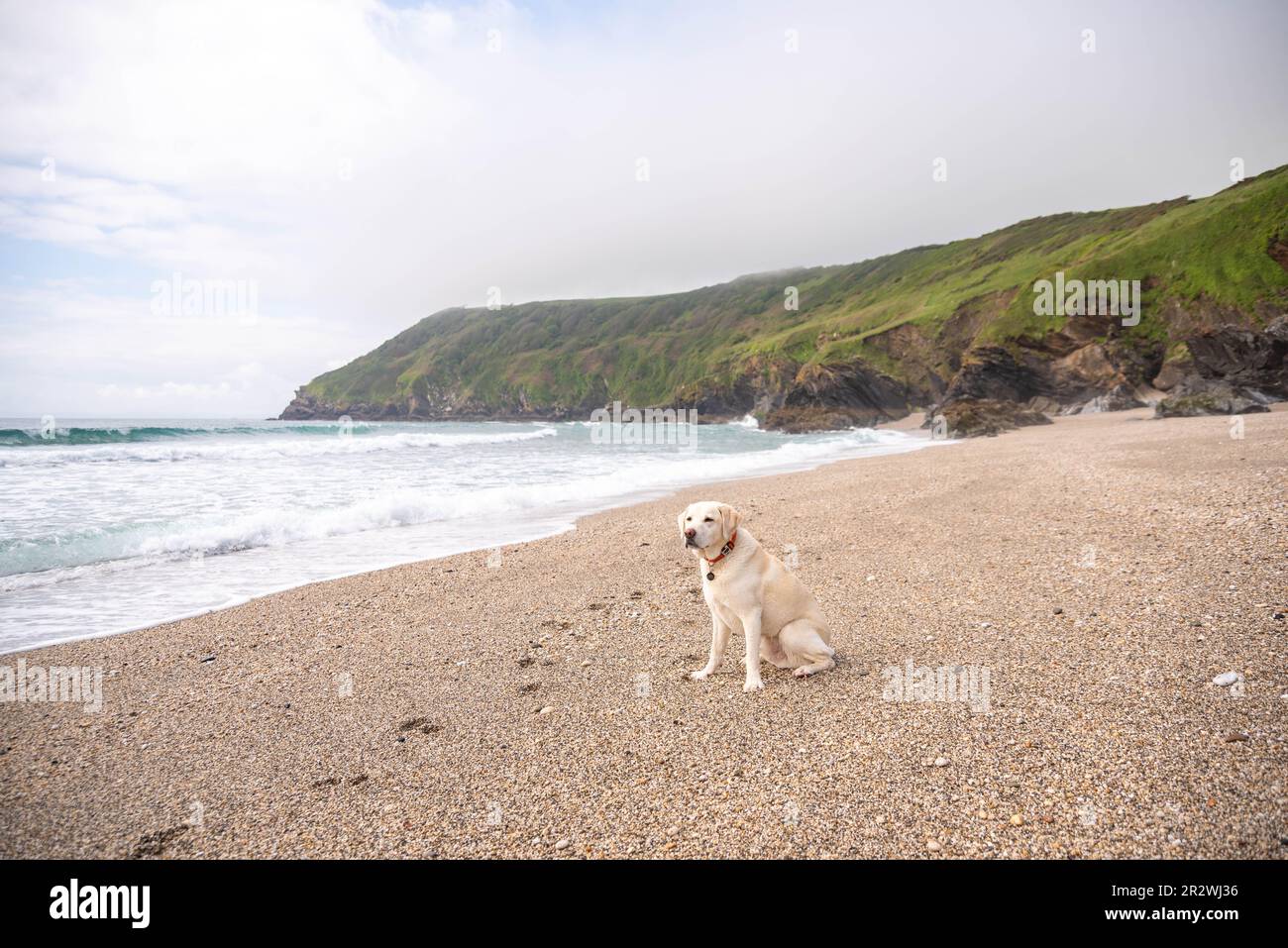 Yellow labrador on beach hi-res stock photography and images - Alamy